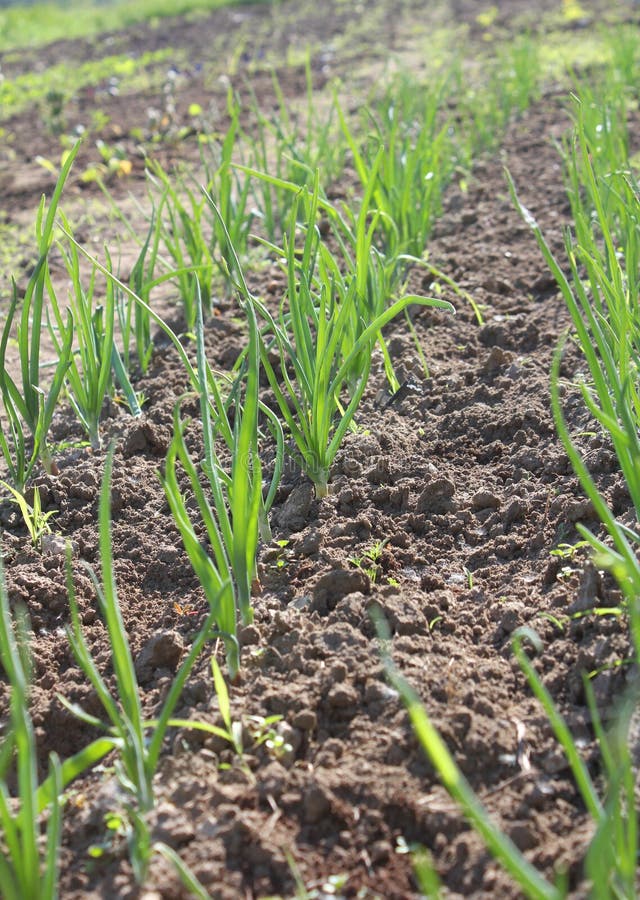 Culture d'oignon photo stock. Image du sain, agriculture - 50896016