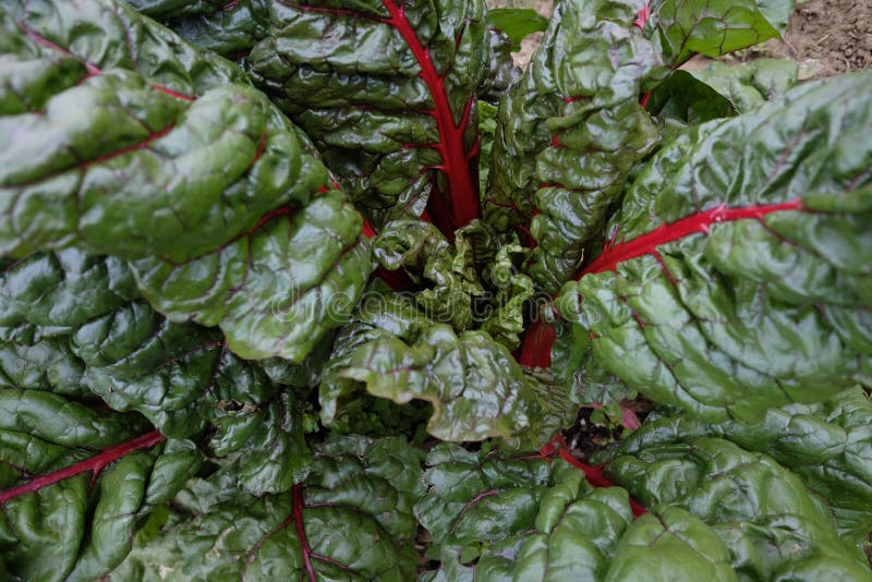 Culture de betterave rouge photo stock. Image du betteraves - 103607984