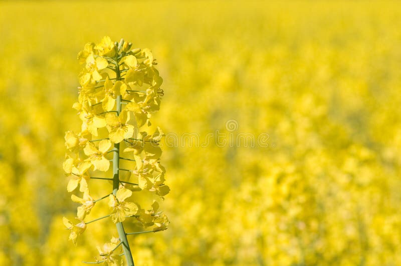 Culture de colza image stock. Image du nature, environnement - 39660973