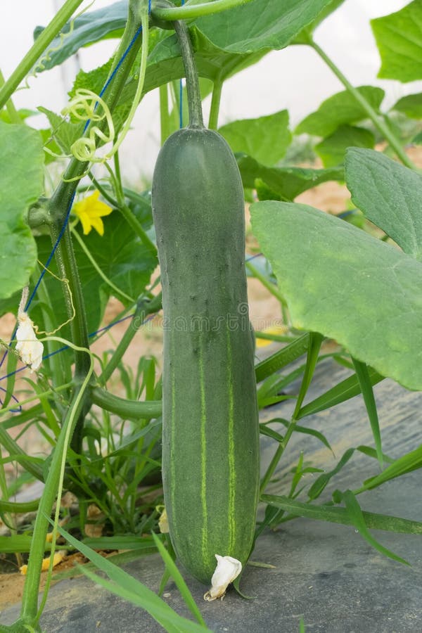 Culture de concombre image stock. Image du végétarien - 48168341