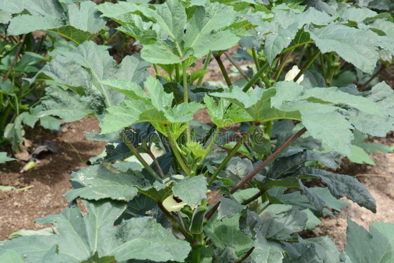 Culture de gombo photo stock. Image du gombo, culture - 121821088