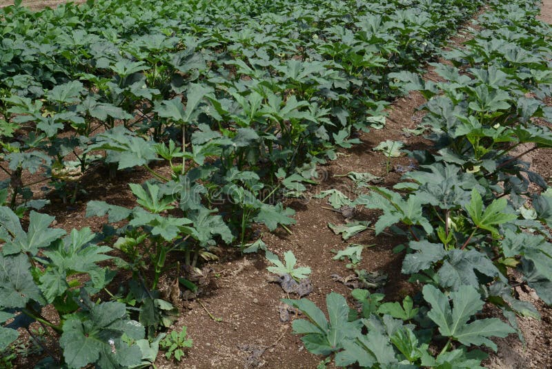 Culture de gombo photo stock. Image du sain, fermer - 121821088