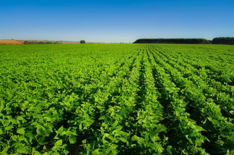 Culture de haricot image stock. Image du collecte, pertinent - 44352525