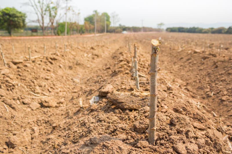 Culture de manioc image stock. Image du ferme, yucca - 40268165