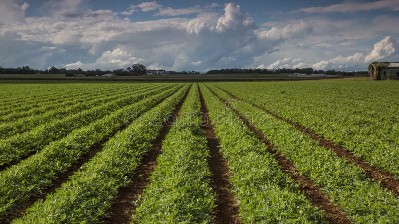 Culture Légumineuse Et Sugar Cane Photo stock - Image du collecte ...