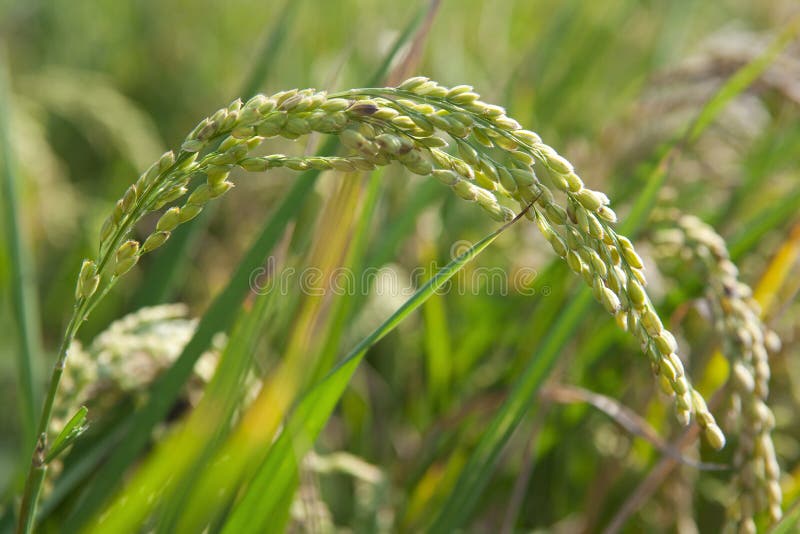 Culture de riz photo stock. Image du boeufs, camps, fermiers - 5977168
