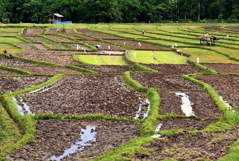 Culture de riz photo stock. Image du forêt, camps, travail - 5977168