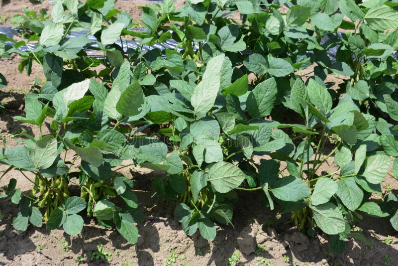 Culture de soja vert photo stock. Image du fond, ferme - 146154062