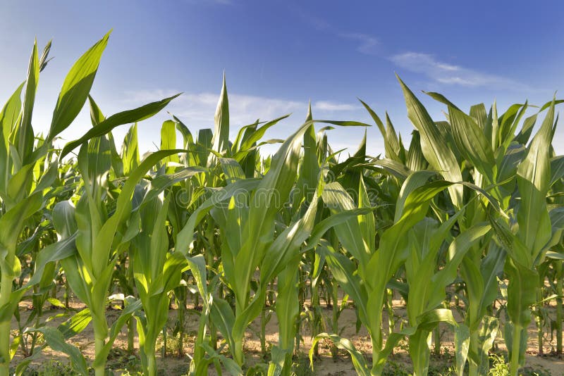 Culture of Maize Growing in a Field Under Blue Sky Stock Image - Image ...