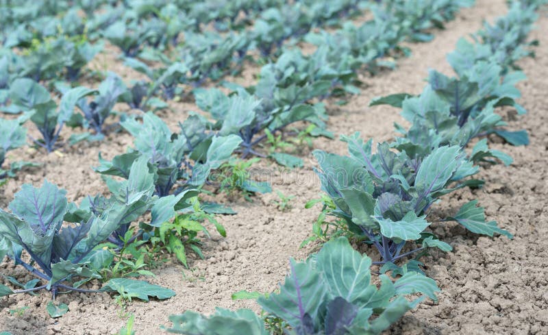 Culture Organique Des Choux Rouges Image stock - Image du tôt, argile ...