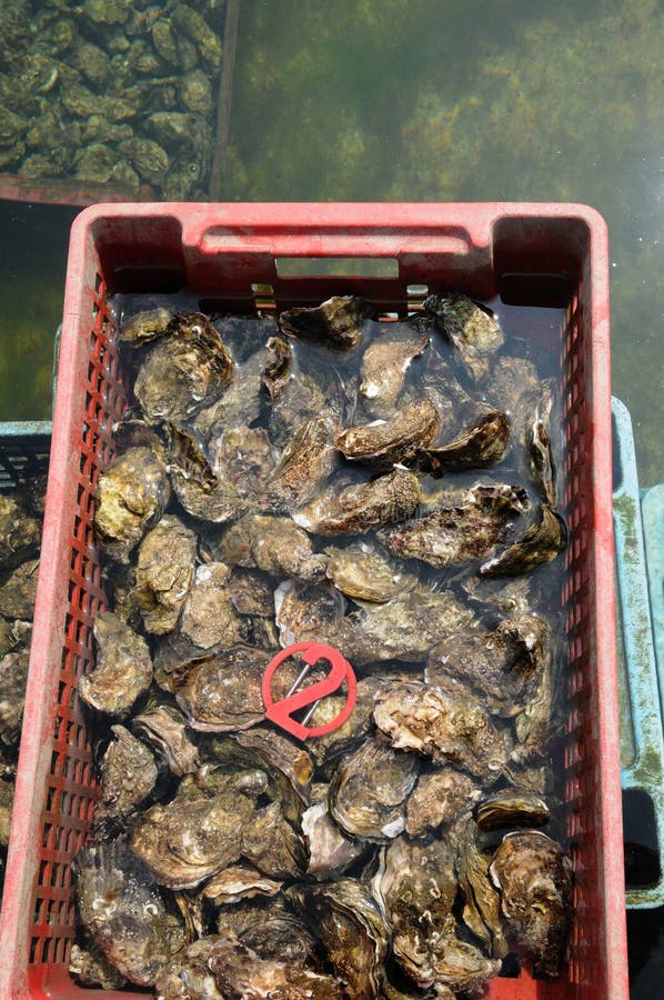 Culture of Oyster in Cap Ferret Stock Image - Image of france, gironde ...