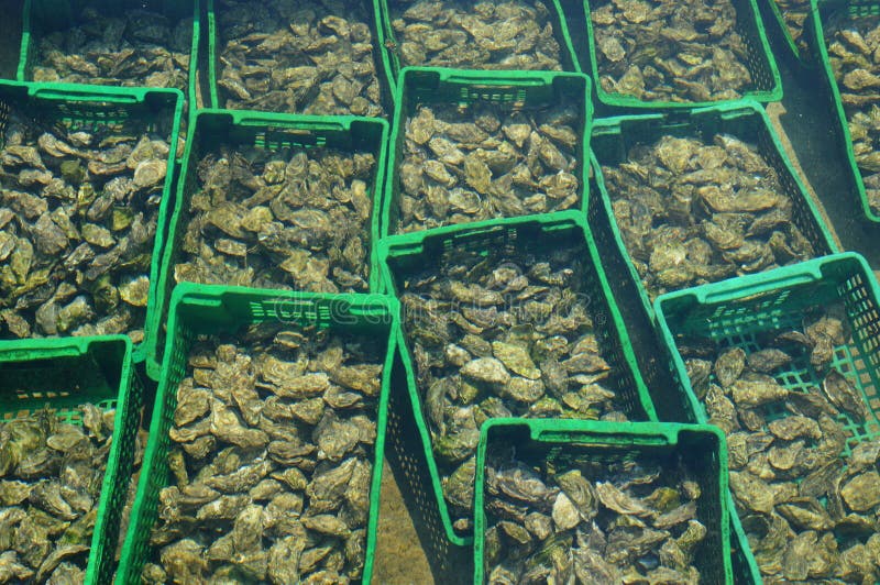 Culture of Oyster in Cap Ferret Stock Photo - Image of mariculture ...