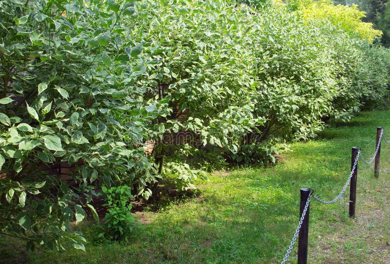 Cultured green ficus tree stock image. Image of fence - 39342193