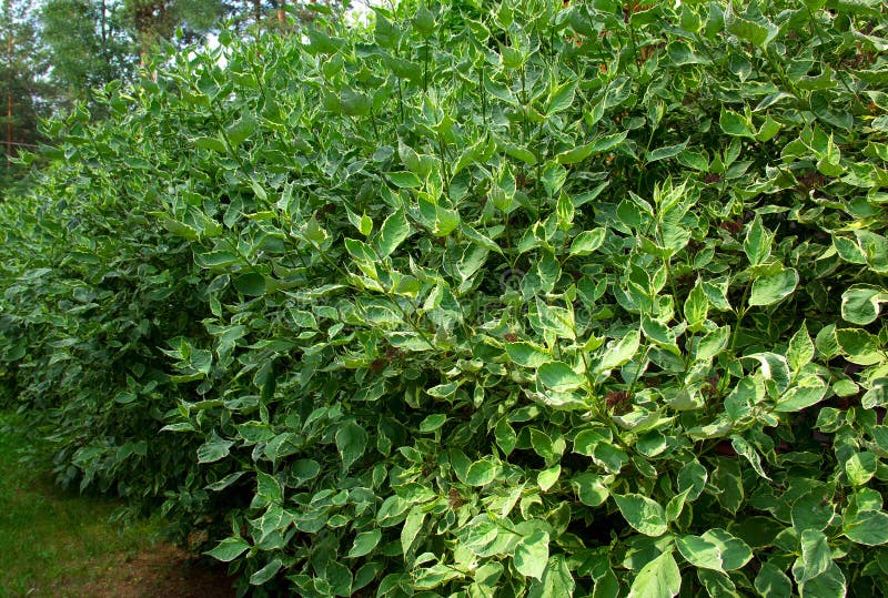 Cultured Green Ficus Trees of Benjamin Stock Image - Image of growing ...