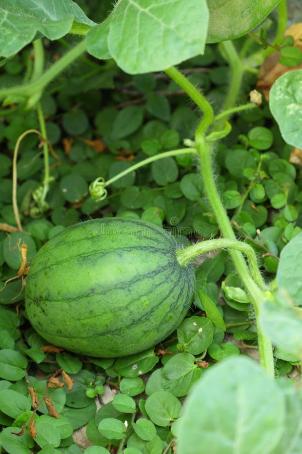 Watermeloenen Op De Groene Watermeloenplantage Stock Afbeelding - Image ...