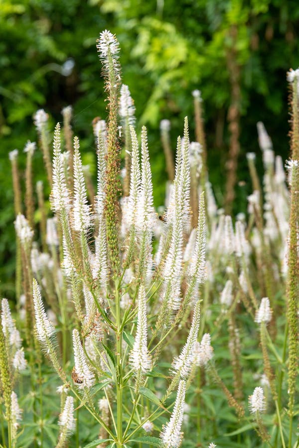 Culvers Root (veronicastrum Virginicum) Flowers Stock Photo - Image of ...