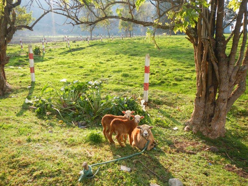 Cumbe stockfoto. Bild von schön, tiere, sonnenuntergang - 100652438