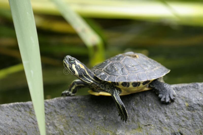 Cumberland Slider, Trachemys Scripta Troostii Stock Photo - Image of ...