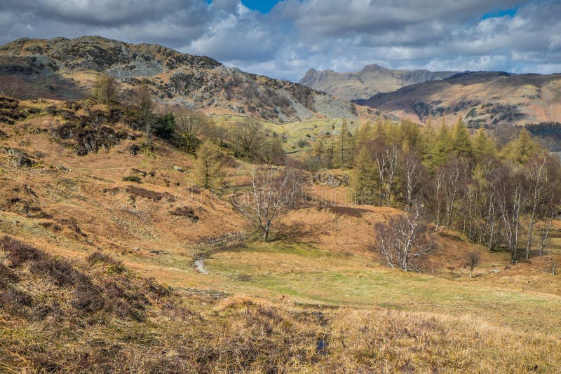 Sheep in the Cumbrian Lake District in England. Stock Photo - Image of ...