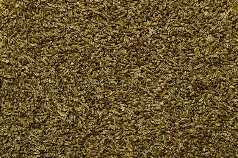 Fennel stock photo. Image of botanical, bunch, food, seed - 15370102