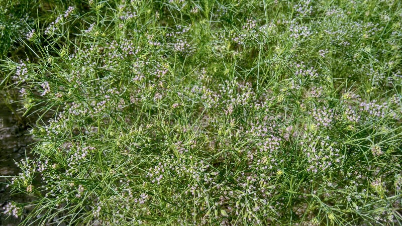 Cumin Crop Field Fresh Plant of Cumin Seeds Farm Growing in ...