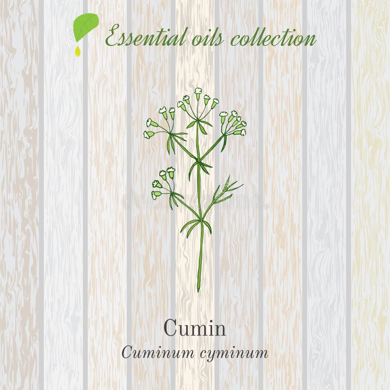 Cumin plant stock vector. Illustration of design, aroma - 79625119
