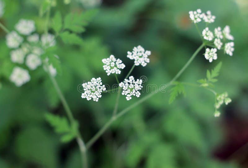 Cumin flower stock photo. Image of nature, food, caraway - 54148942
