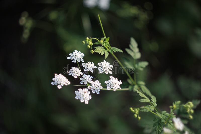 Cumin Carum carvi stock photo. Image of bowl, wooden - 107632350
