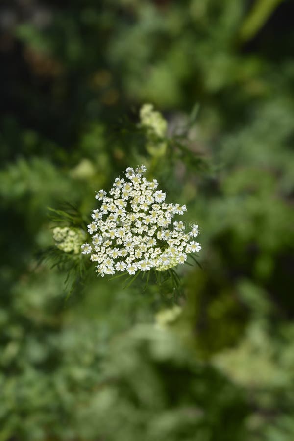 Cumin flowers stock image. Image of spring, leaf, cuminum - 310310385