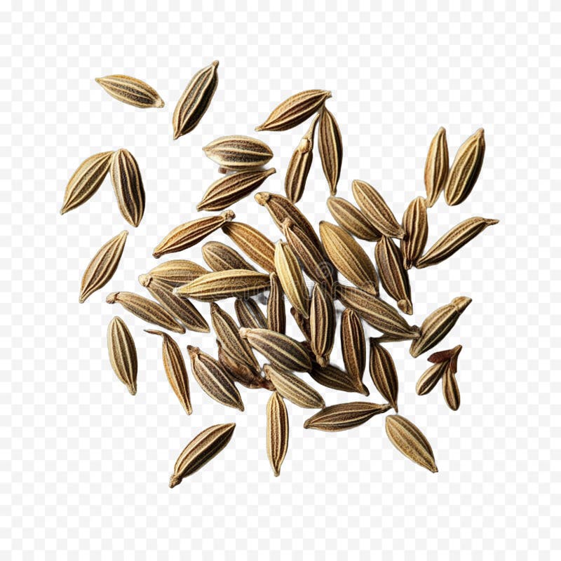 Cumin stock illustration. Illustration of seasoning - 341471864