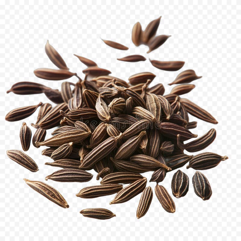 Cumin stock illustration. Illustration of nutrition - 341471869