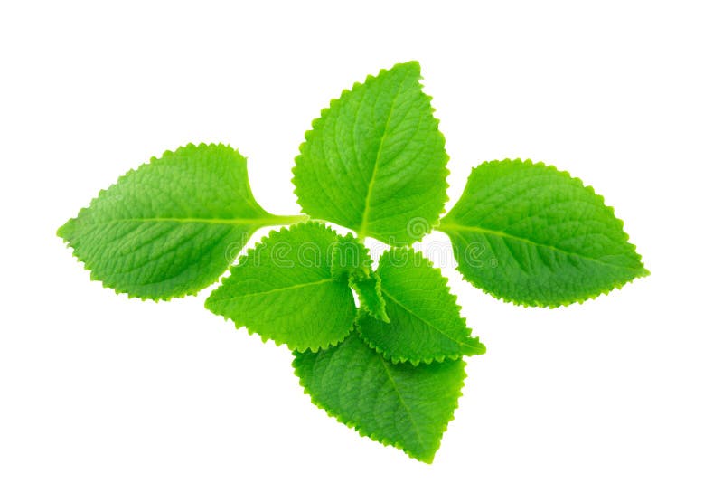 Cumin Leaves Fresh on White Background Stock Photo - Image of herbal ...