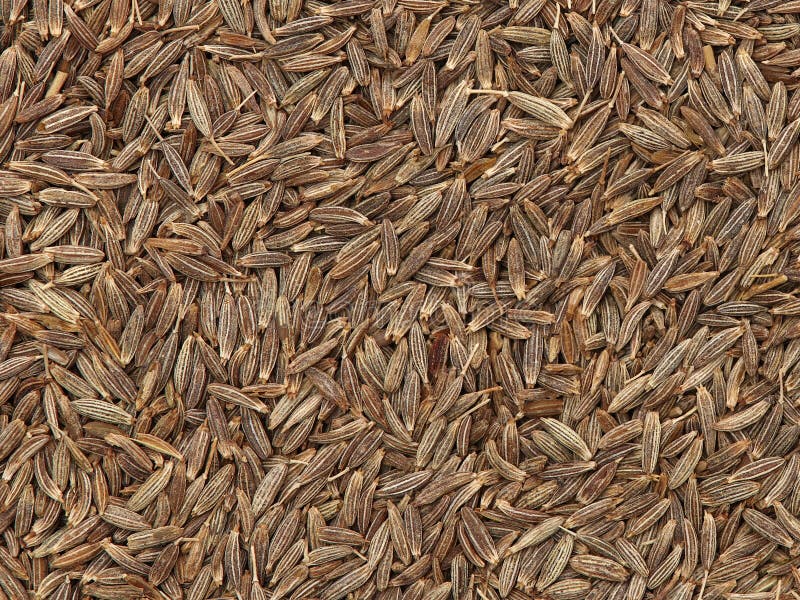 Cumin seeds stock photo. Image of healthy, close, fresh - 168770290