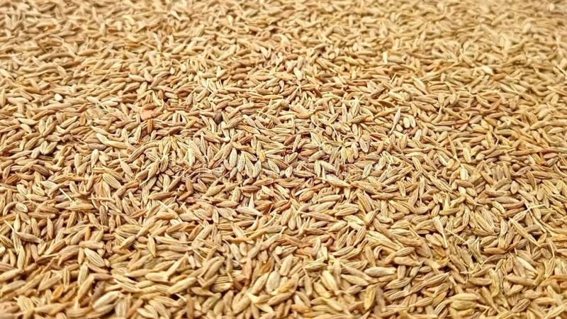 Cumin Seeds Rotating Full Frame Background, Side View Looped Spinning ...
