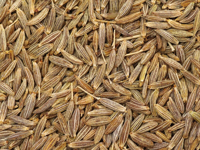 Cumin seeds stock image. Image of cumin, crop, cuisine - 168766593