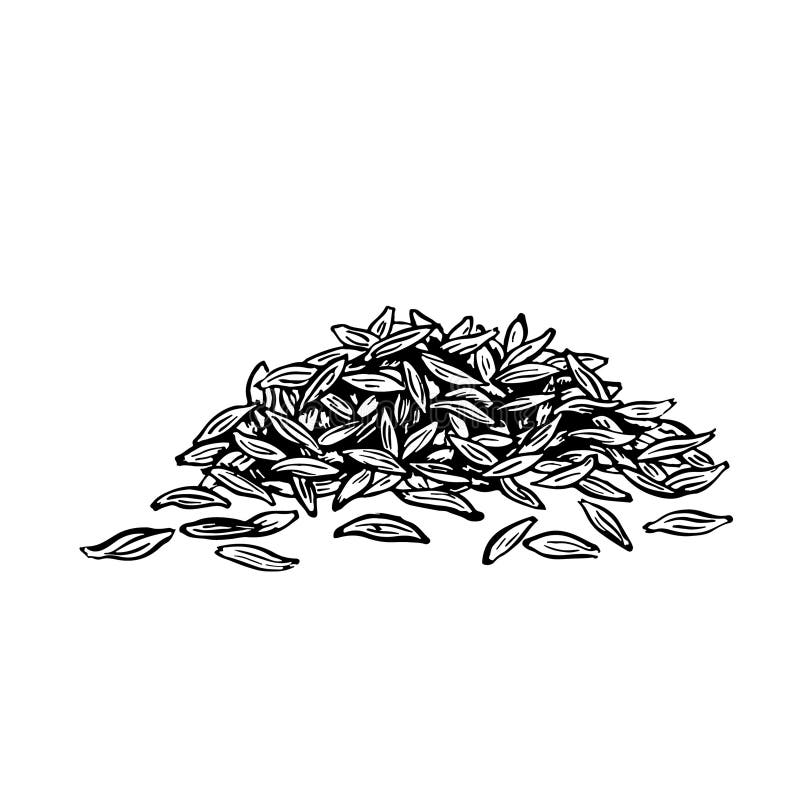 Cumin is a Spice. Vector Graphics of Fragrant Spices. a Black and White ...