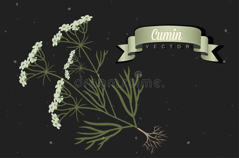 Vector Cumin With Seeds Illustration. Culinary Aromatic Spice Sketch ...