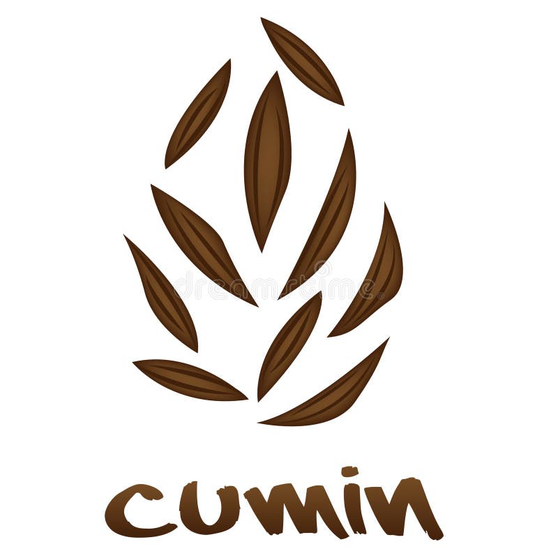 Cumin Seeds Vector Illustration Stock Vector - Illustration of healthy ...