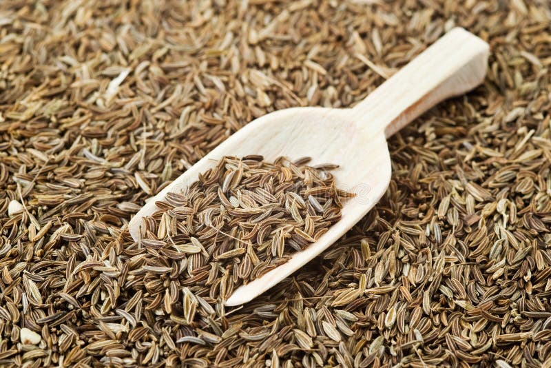 Cumino dei prati immagine stock. Immagine di spezia, nave - 4128789