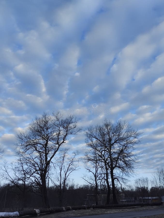 Cumulus Round Clouds White in Blue Sky Over Black Silhouettes of Trees ...