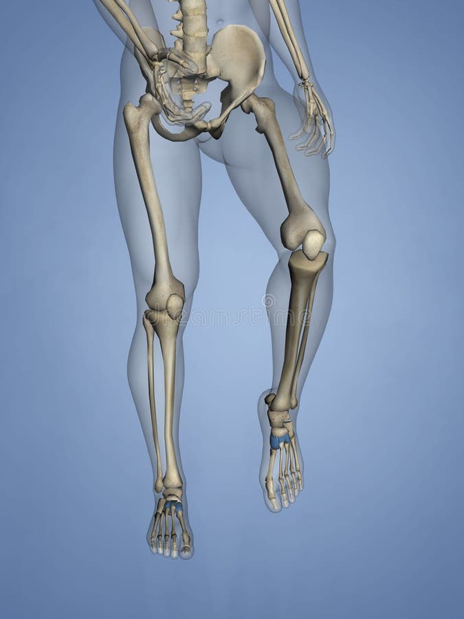 Cuneiform Bones, 3D Model stock illustration. Illustration of ...