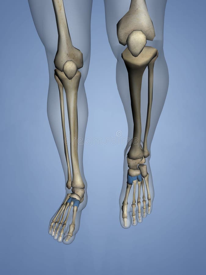 Cuneiform Bones, 3D Model stock illustration. Illustration of human ...