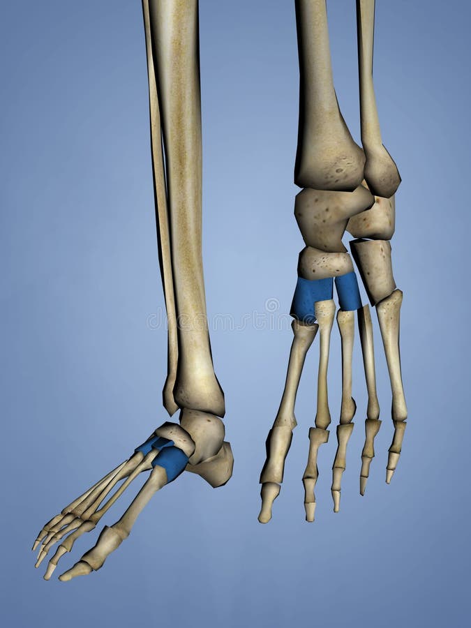 Cuneiform Bones, 3D Model stock illustration. Illustration of science ...