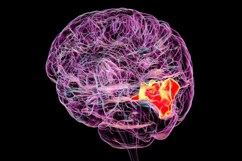 Cuneus Gyrus Highlighted in Human Brain, 3D Illustration Stock ...