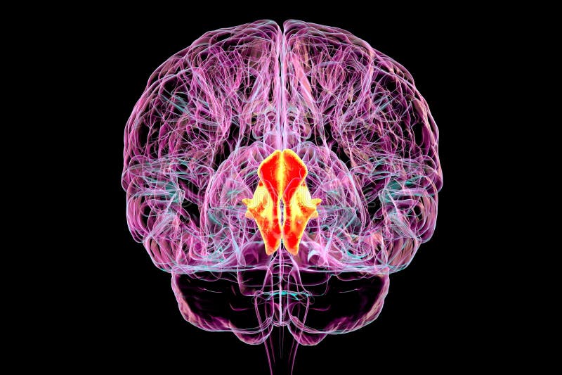 Cuneus Gyrus Highlighted in Human Brain, 3D Illustration Stock ...