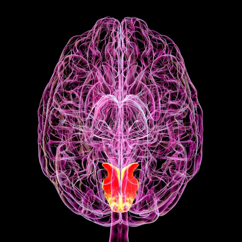 Cuneus Gyrus Highlighted in Human Brain, 3D Illustration Stock ...