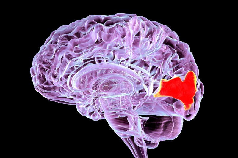 Cuneus Gyrus Highlighted in Human Brain, 3D Illustration Stock ...