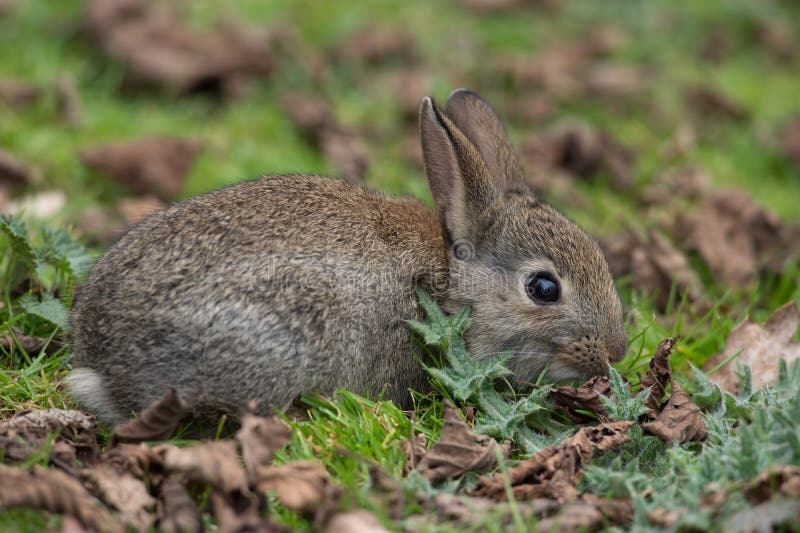 Conejo Salvaje En Una Madriguera Imagen de archivo - Imagen de fondo ...