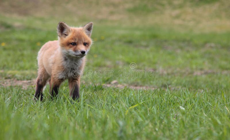 Wild Red Fox Kit stock image. Image of healthy, alert - 19446203