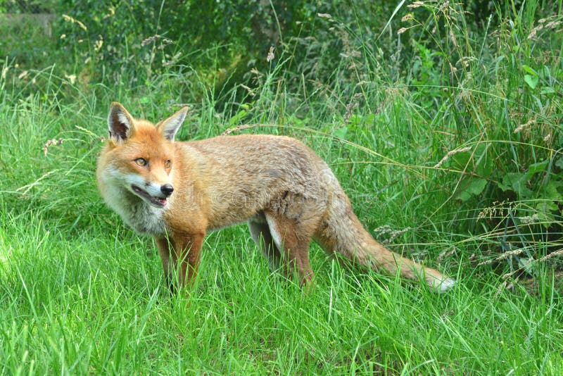 Cunning fox stock photo. Image of pest, hunting, ears - 32086966
